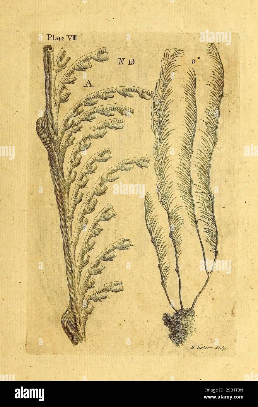 Feathery structure stands hi-res stock photography and images - Alamy