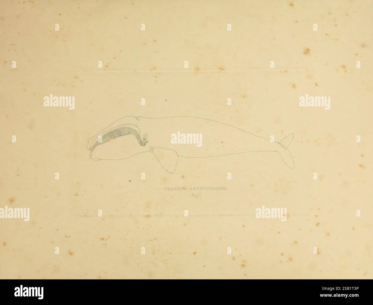 Whale species australia illustration hi-res stock photography and ...