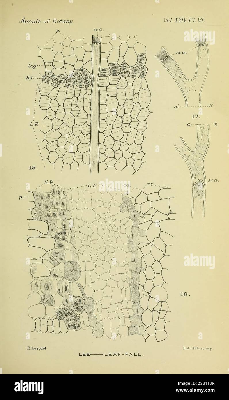Annals of Botany, London, botany, periodicals, plants, This ...