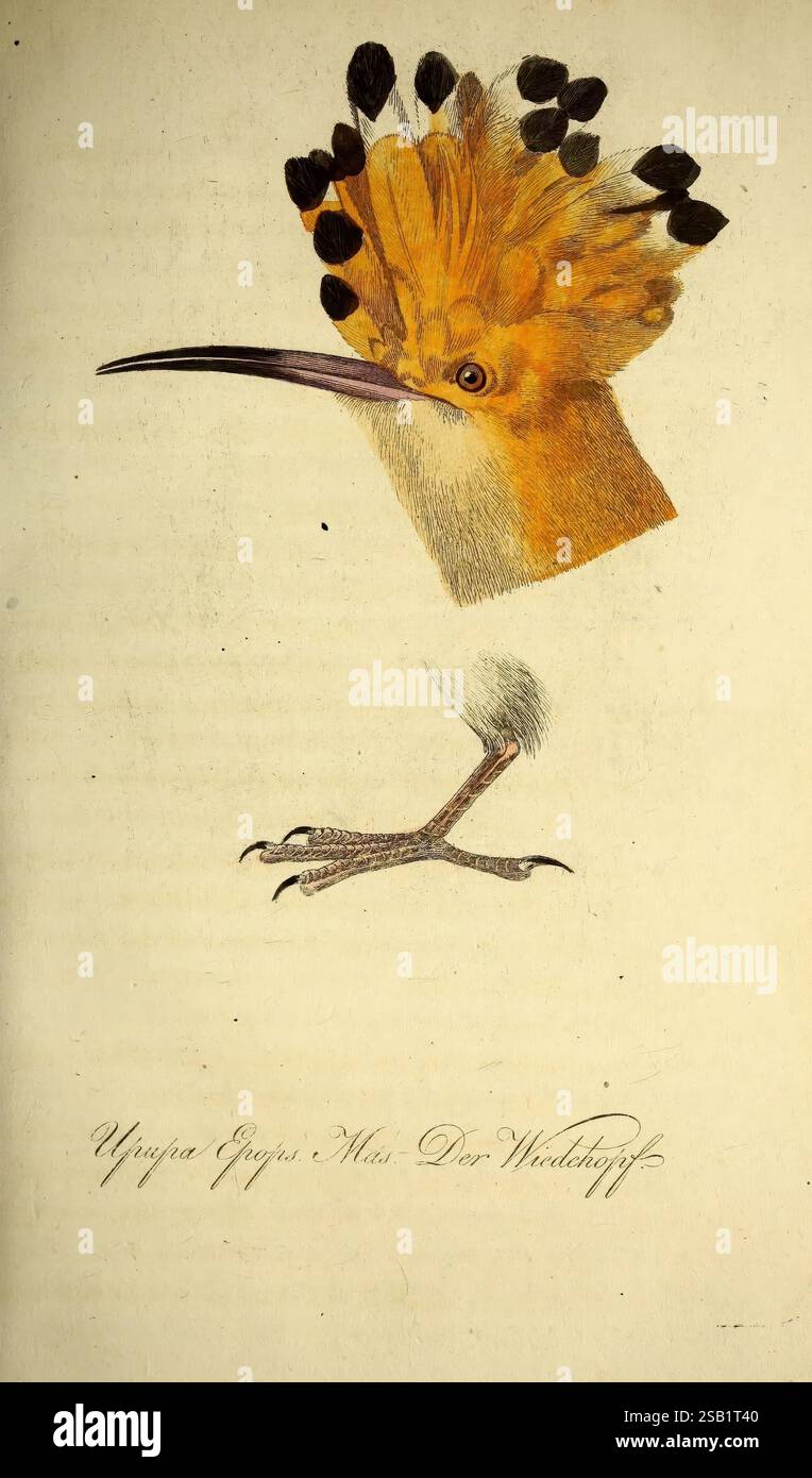 Specialized forager hi-res stock photography and images - Alamy