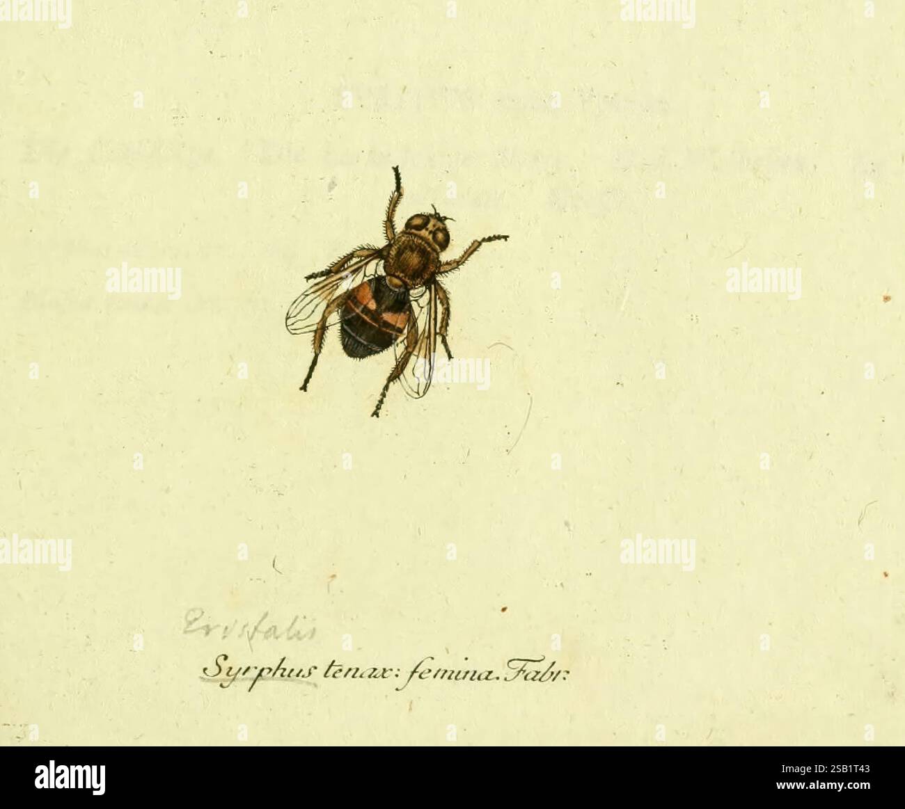 Fauna Germanica Diptera Nuremberg s.n. between 1793 and 1805 diptera ...