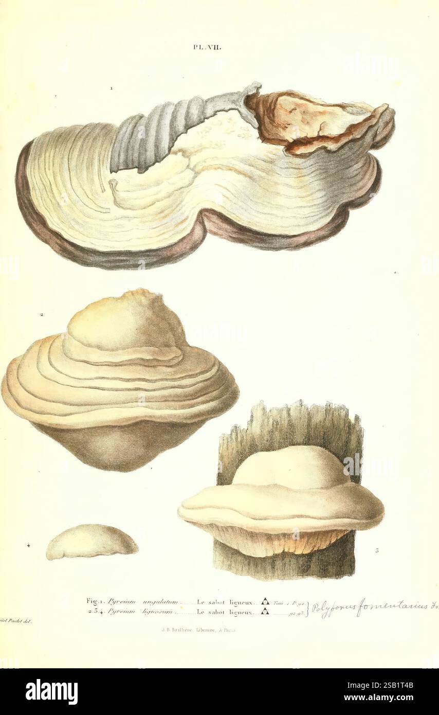 Iconographie des champignons de Paulet New York H. Baillière etc. etc ...