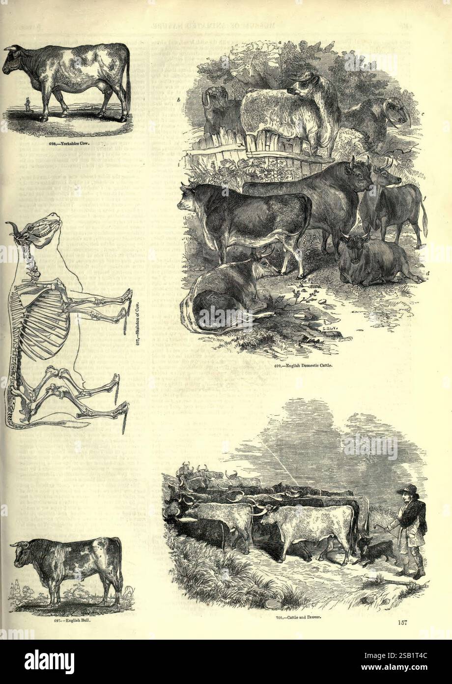 The, pictorial, museum, of, animated, nature London, C. Cox, 1844 ...