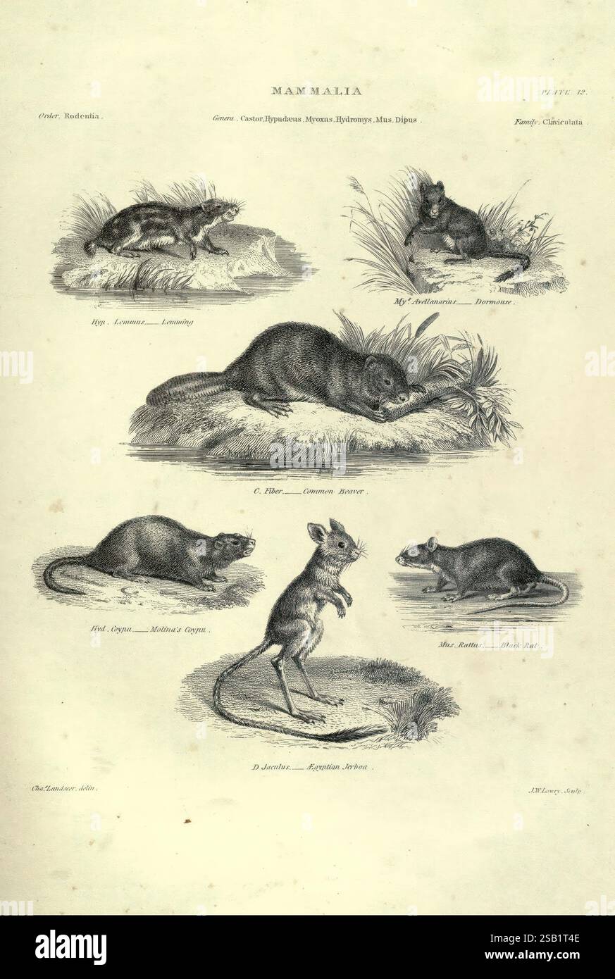 Well defined mouse hi-res stock photography and images - Alamy