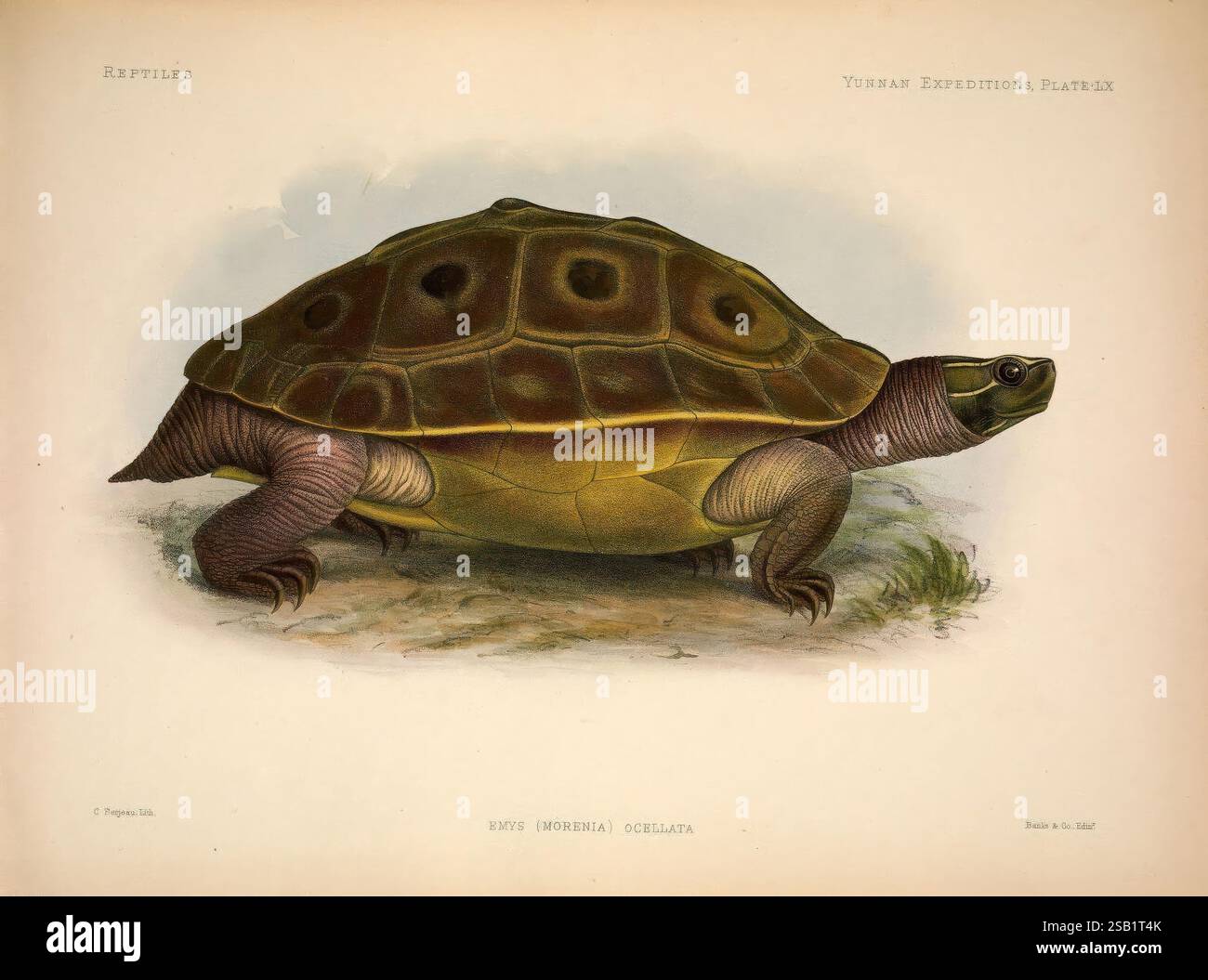 Turtles shell exhibits hi-res stock photography and images - Alamy