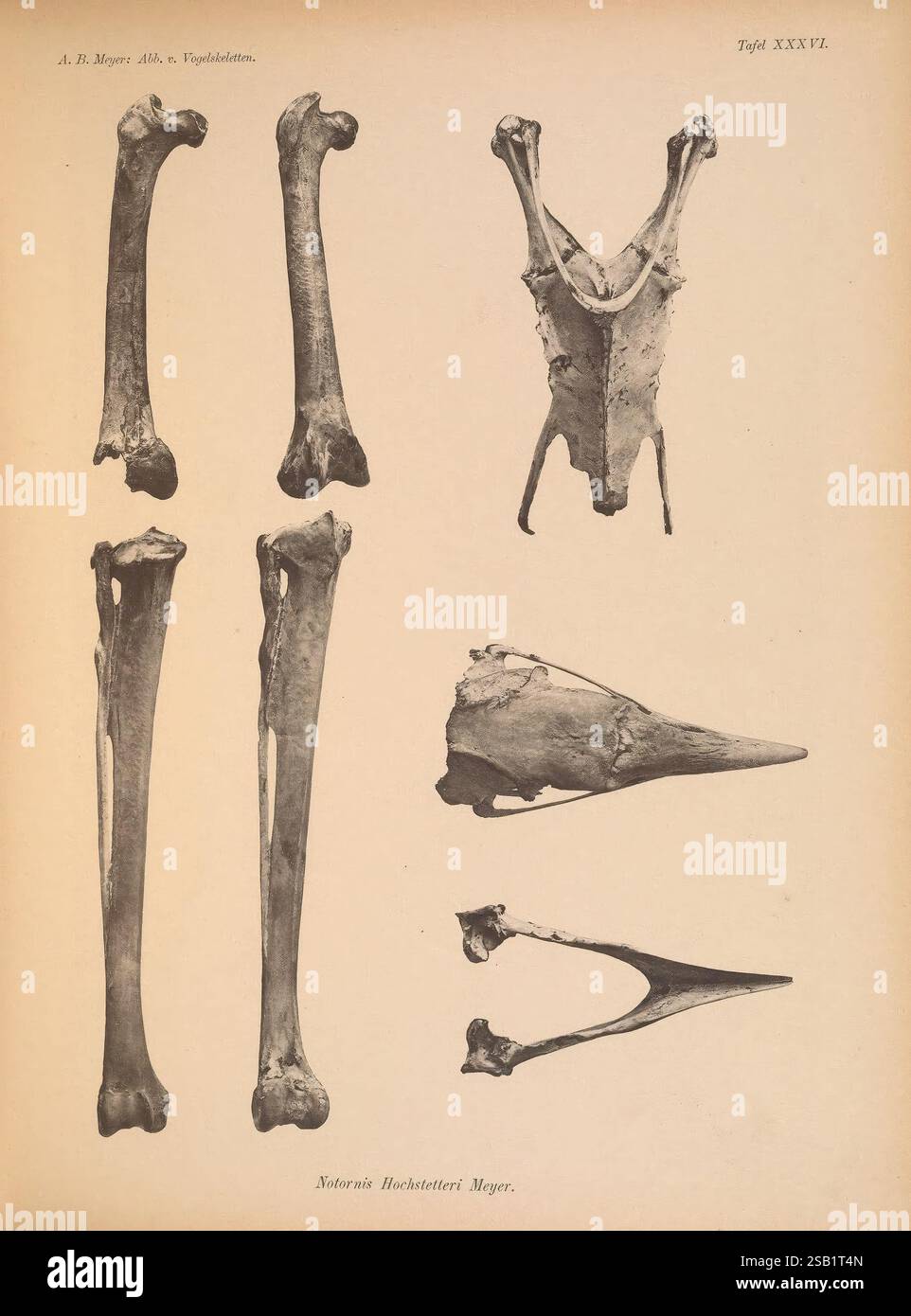 Upper section displays long bones hi-res stock photography and images ...