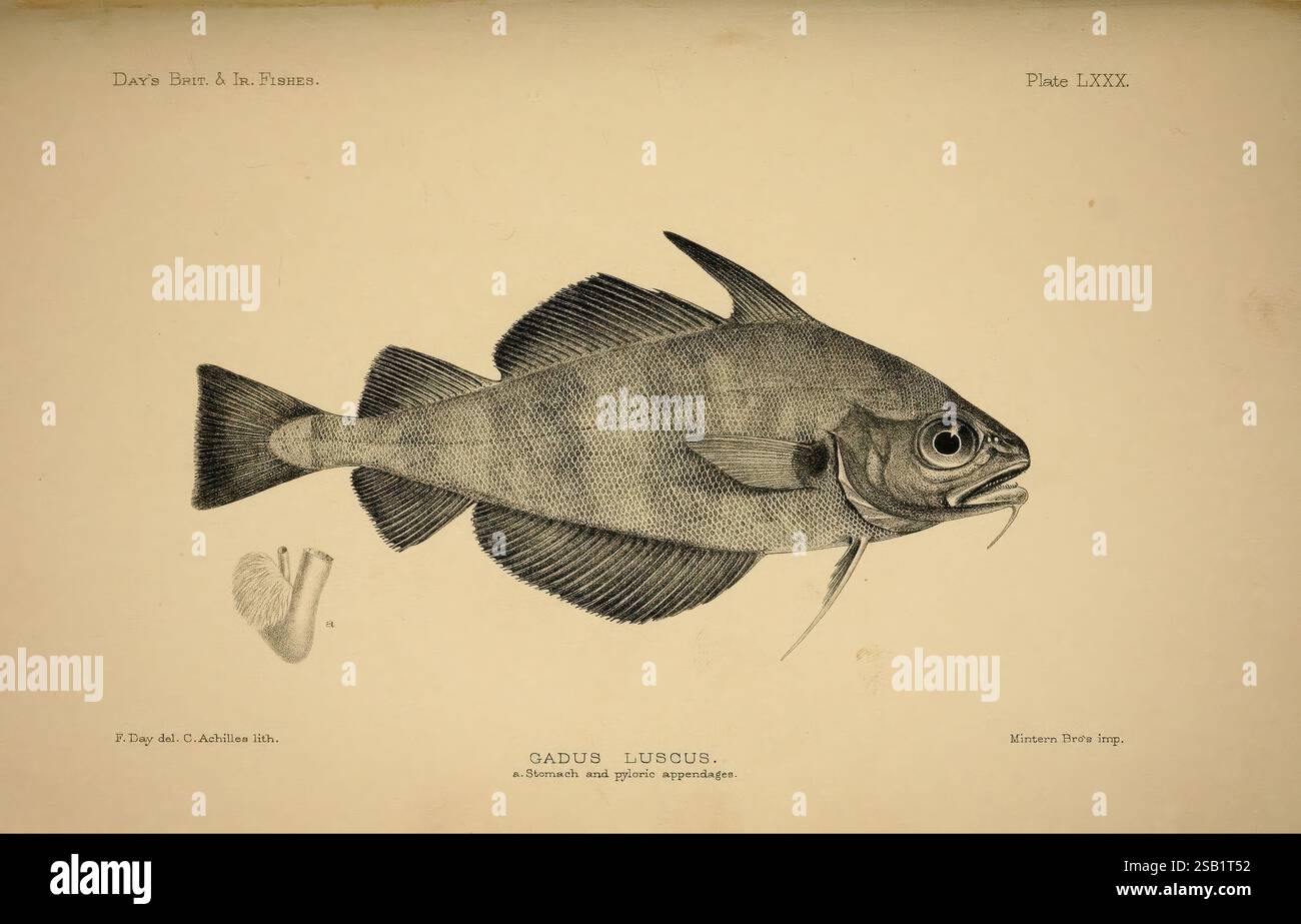 Fishs skeletal structure hi-res stock photography and images - Alamy