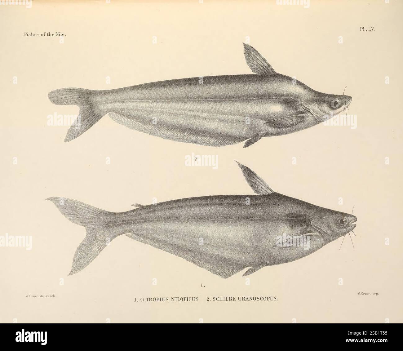 Fishs smooth scales hi-res stock photography and images - Alamy