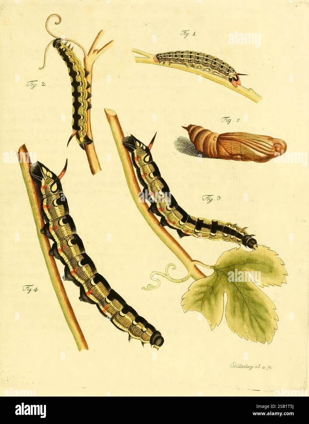 Vividly depicted caterpillars hi-res stock photography and images - Alamy
