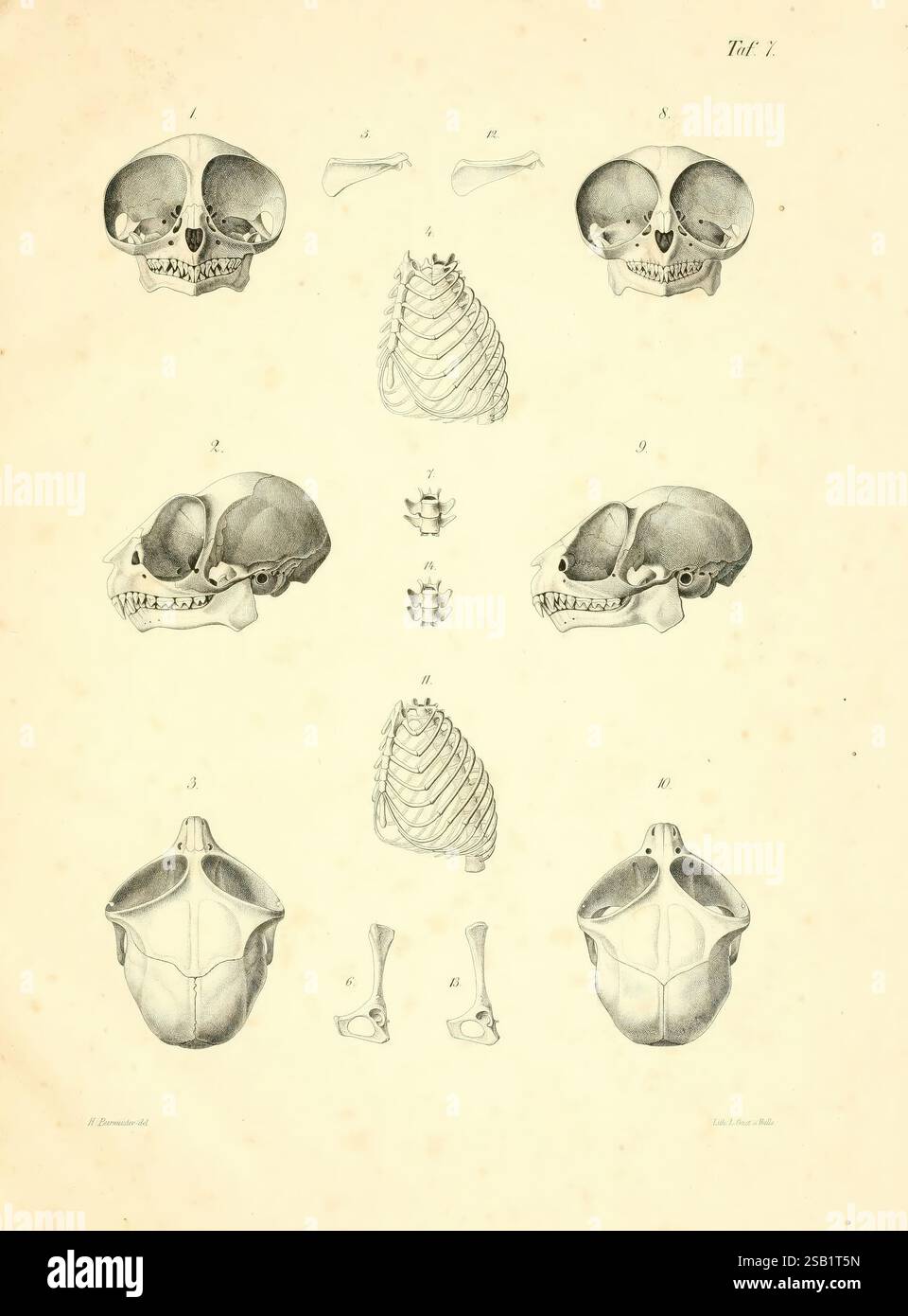Skeletal system across different species hi-res stock photography and ...