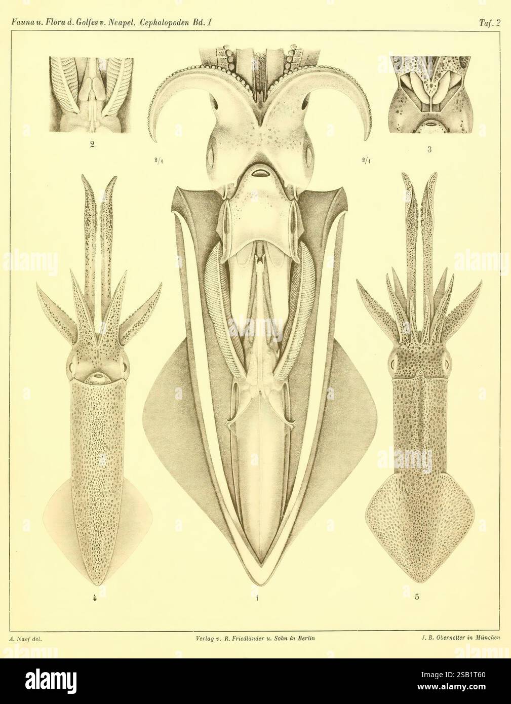 Die Cephalopoden, I. Teil, Berlin, R. Friedländer & Sohn, 1921-1928 ...