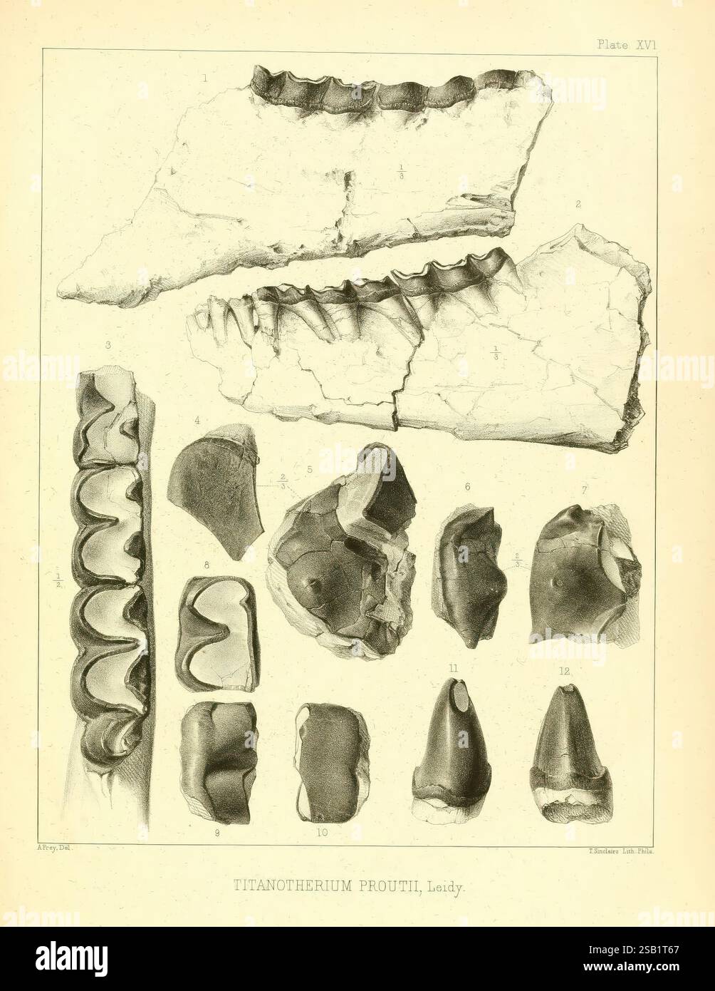 The ancient fauna of Nebraska: Washington, 1853. Nebraska, Paleontology ...