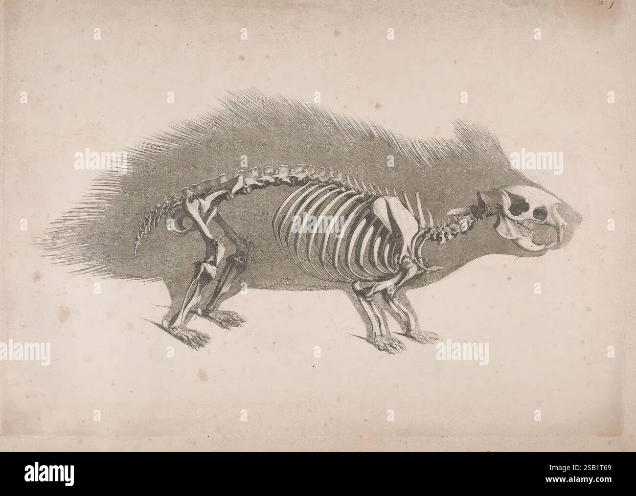 [Die vergleichende Osteologie, Bonn, In Commission bei Eduard Weber ...
