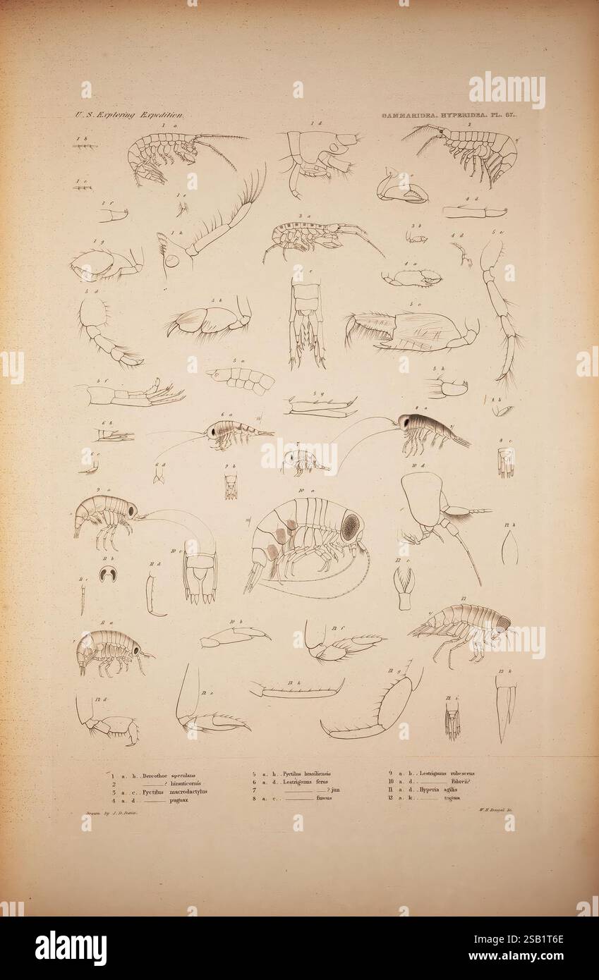 Crustacea Philadelphia Printed by C. Sherman 1852-55 [i.e. 1861 ...