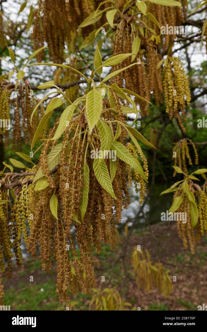 Quercus acutissima tree in bloom Stock Photo - Alamy