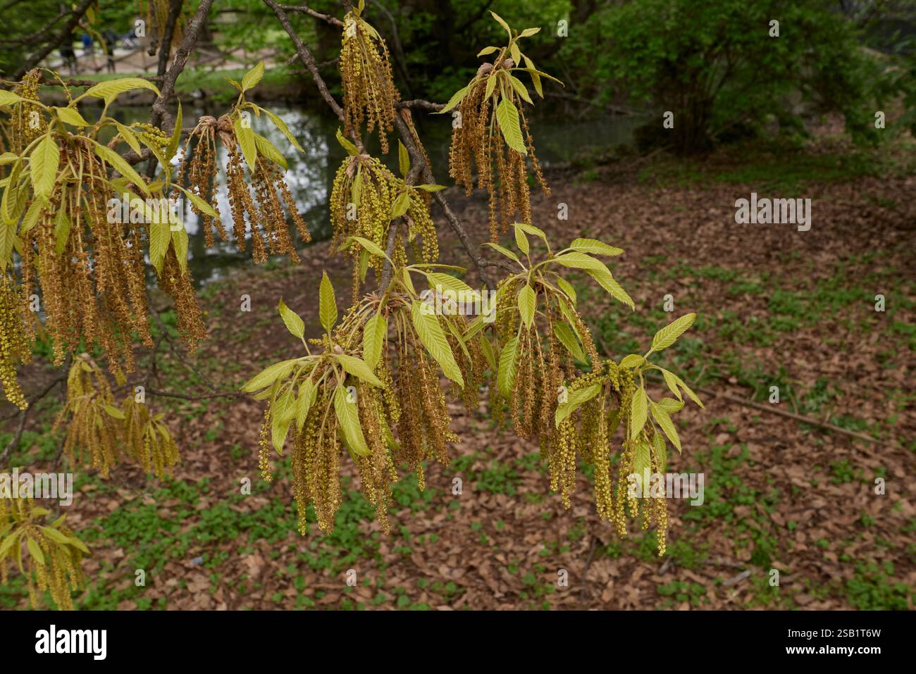 Quercus acutissima tree in bloom Stock Photo - Alamy