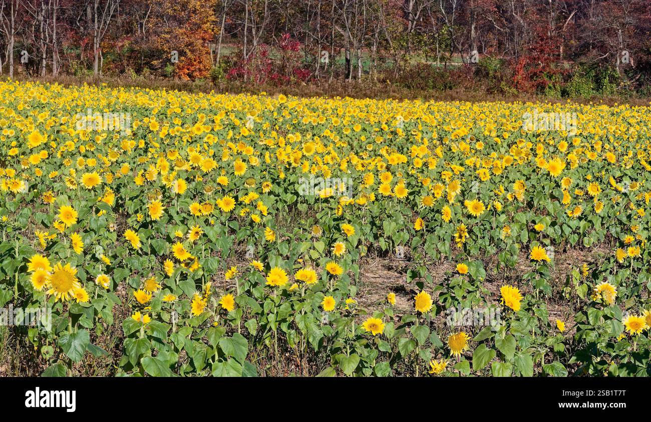 sunflowers, field, farm, cultivated flower, yellow, golden center, many ...