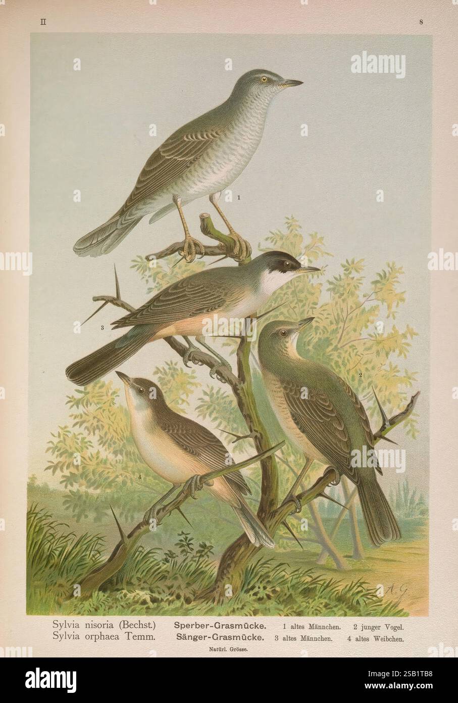 Bottom section highlights two additional birds hi-res stock photography ...