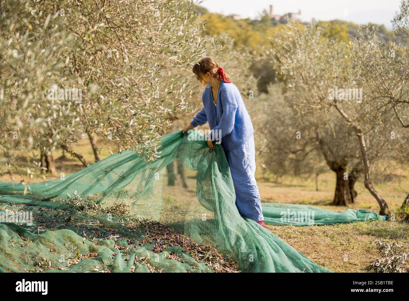 A woman collecting olives using a green harvesting net in a scenic ...