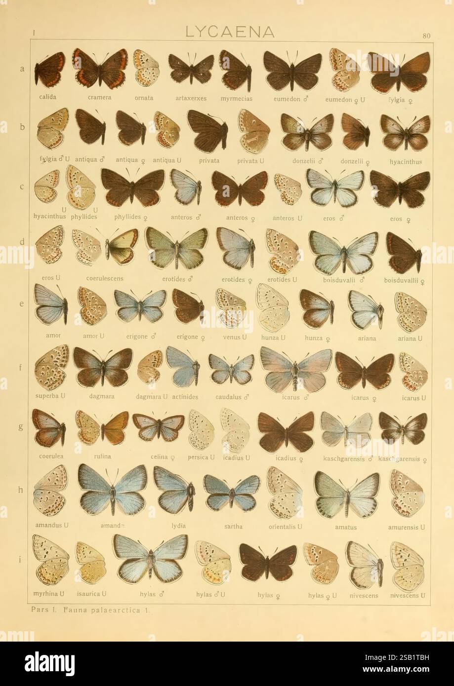 The Macrolepidoptera of the world, Stuttgart, Seitz'schen (Kernen ...