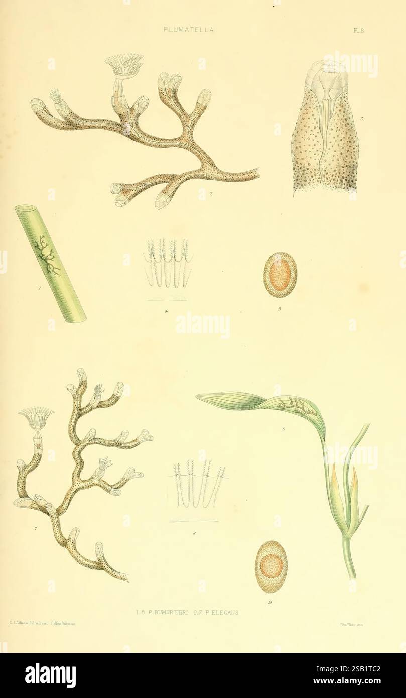 Species plumatella hi-res stock photography and images - Alamy