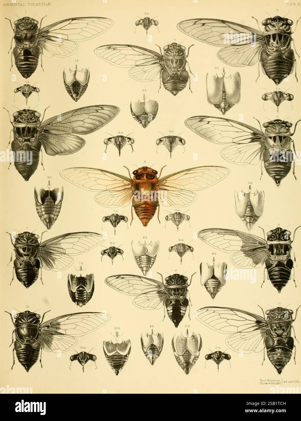 A Monograph of Oriental Cicadidae, London, Printed by West, Newman & Co ...