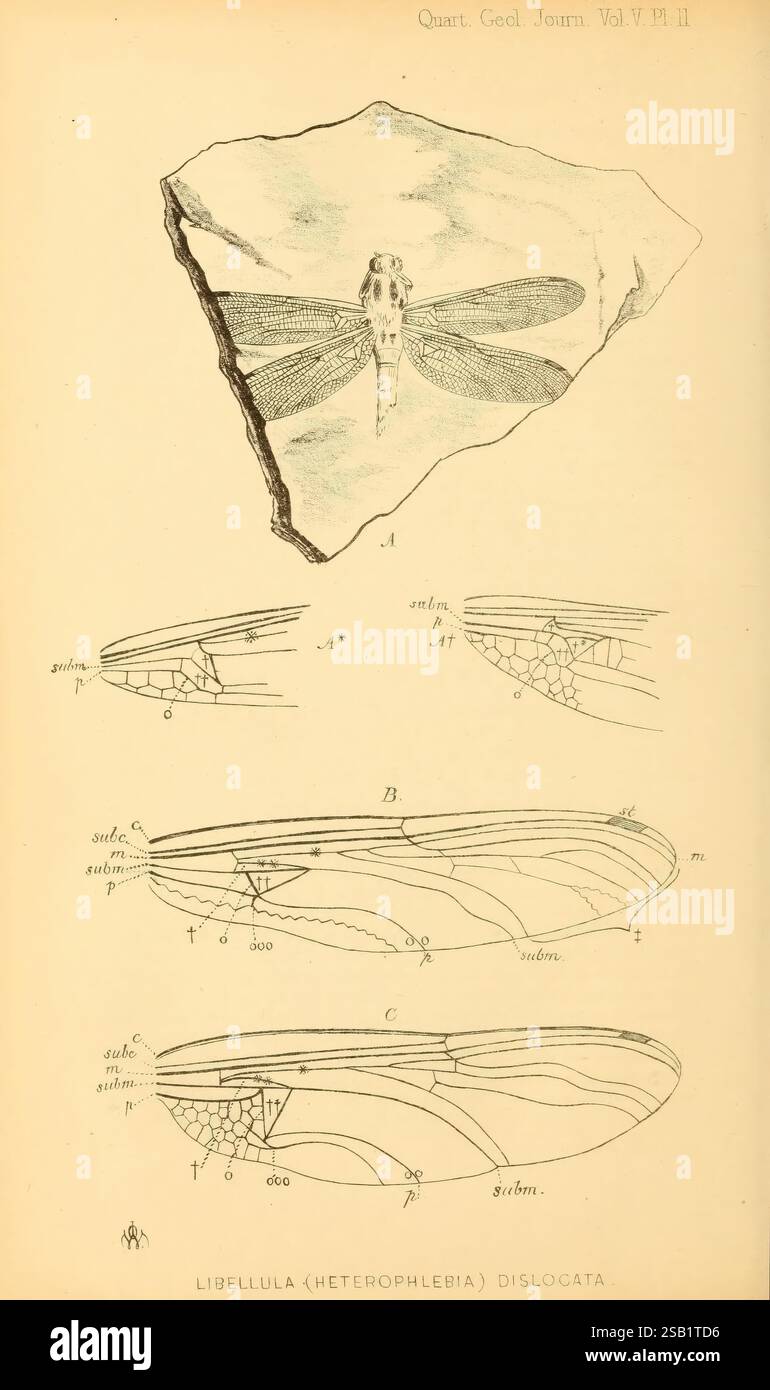 Fossil dragonfly insect wings hi-res stock photography and images - Alamy