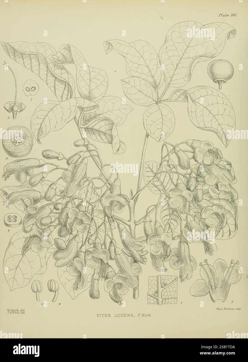 Illustrations of the New Zealand flora, Wellington, John Mackay, Govt ...