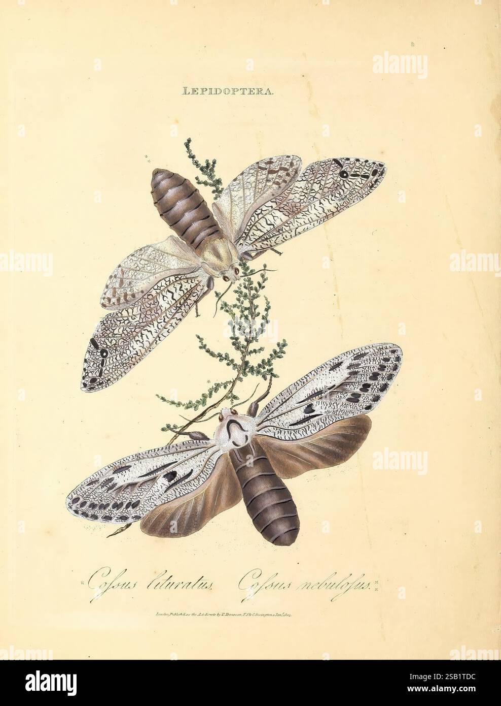 Cossus nebulosus hi-res stock photography and images - Alamy