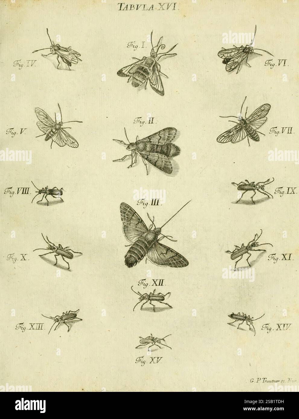 Iacobi Christiani Shaefferi Icones Insectorum Circa Ratisbonam ...