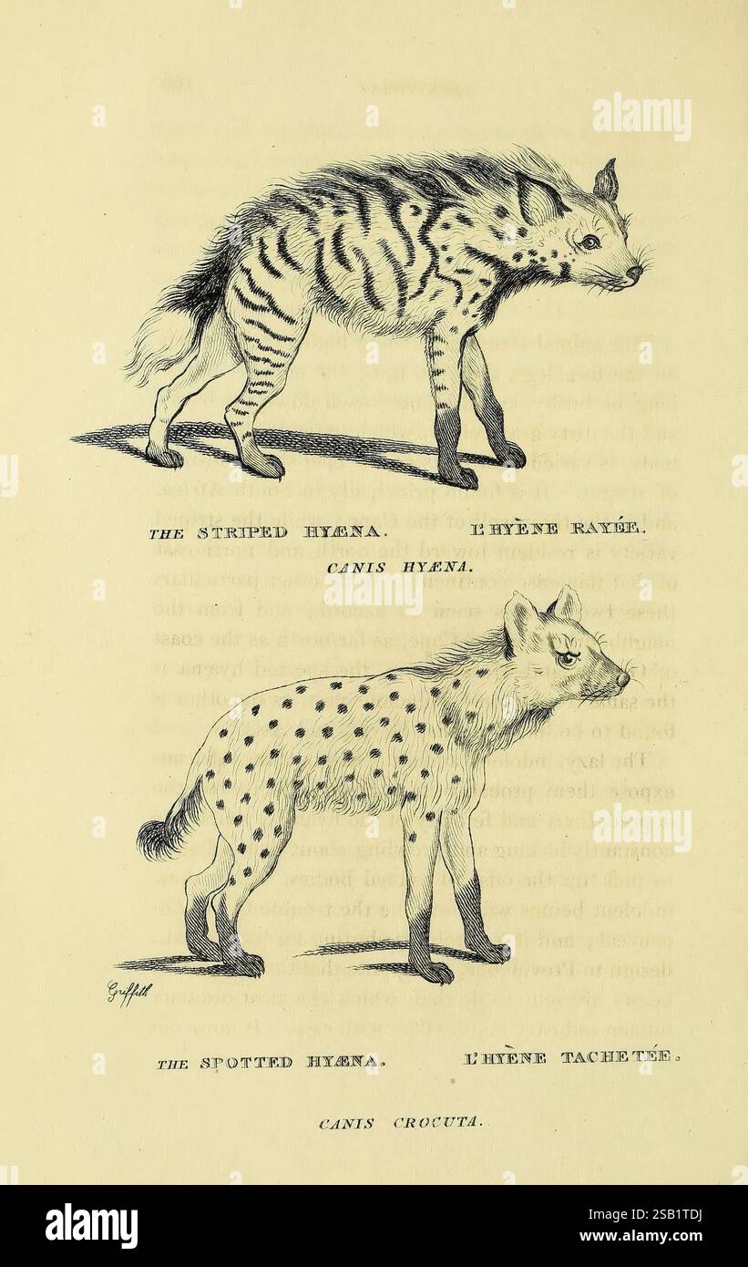 General, and, particular, descriptions, of, the, vertebrated, animals ...