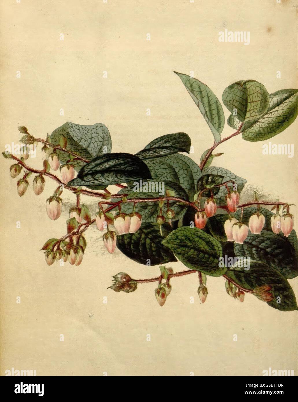 The botanical cabinet London John Arthur Arch 1817-1833, A botanical ...