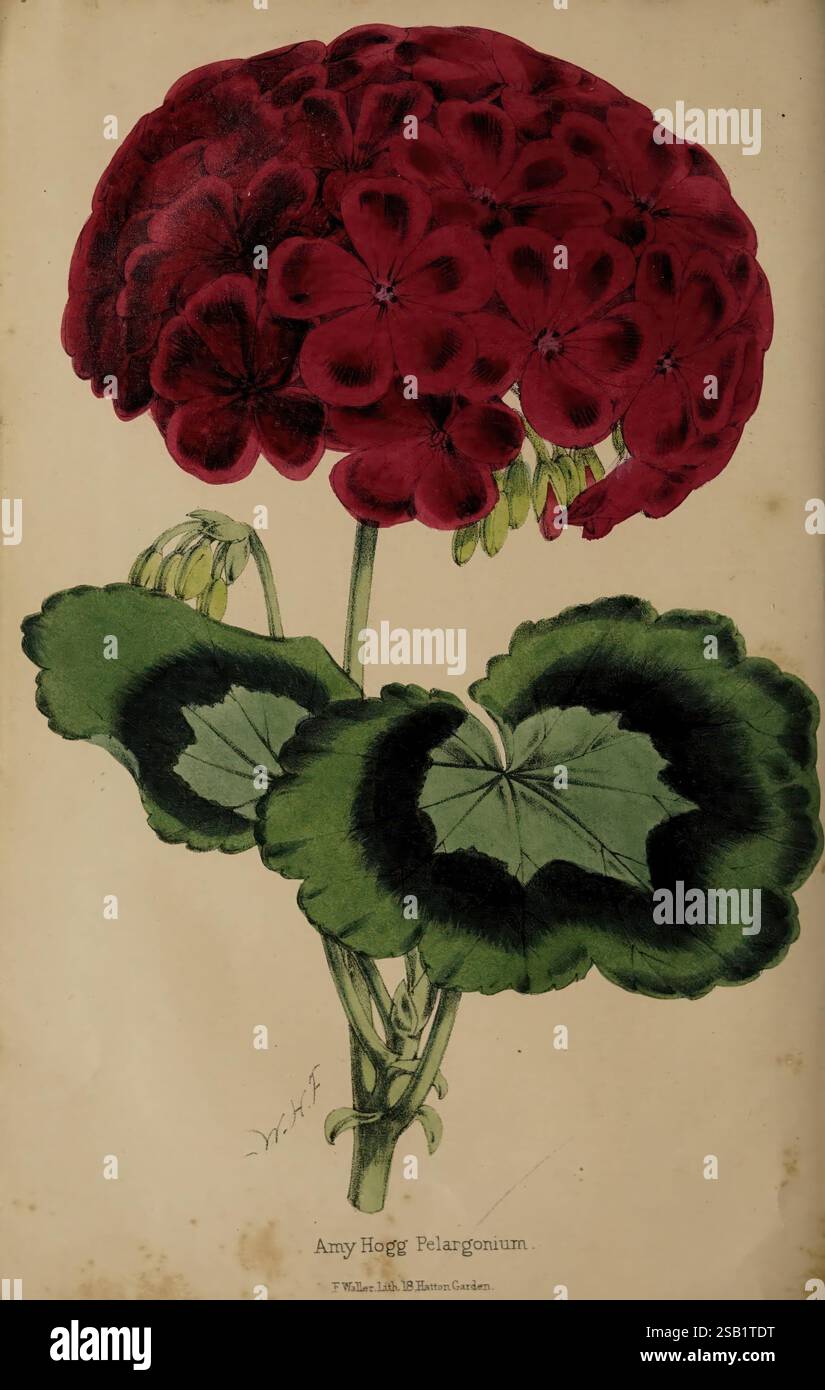 Amy hoger pelargonium hi-res stock photography and images - Alamy