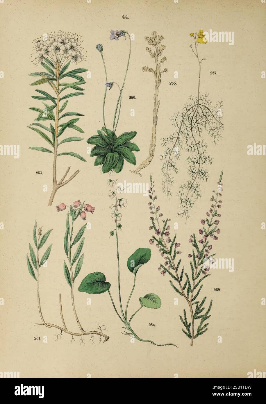 Botanischer bilder-atlas nach De Candolle's Naturlichem pflanzensystem ...