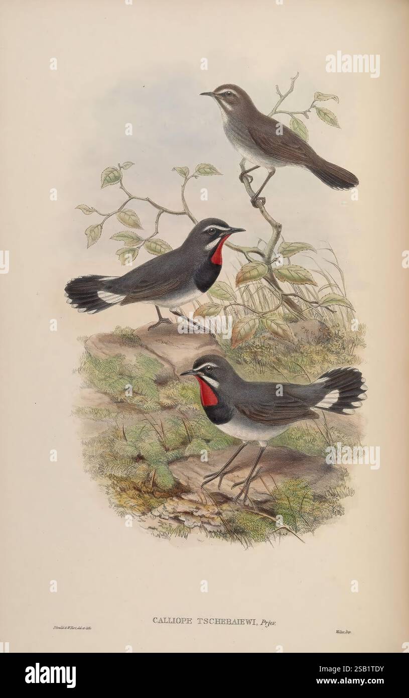 Own distinctive markings visible hi-res stock photography and images ...