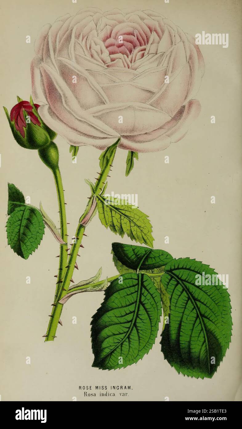 Contrasting deep red bud hi-res stock photography and images - Alamy