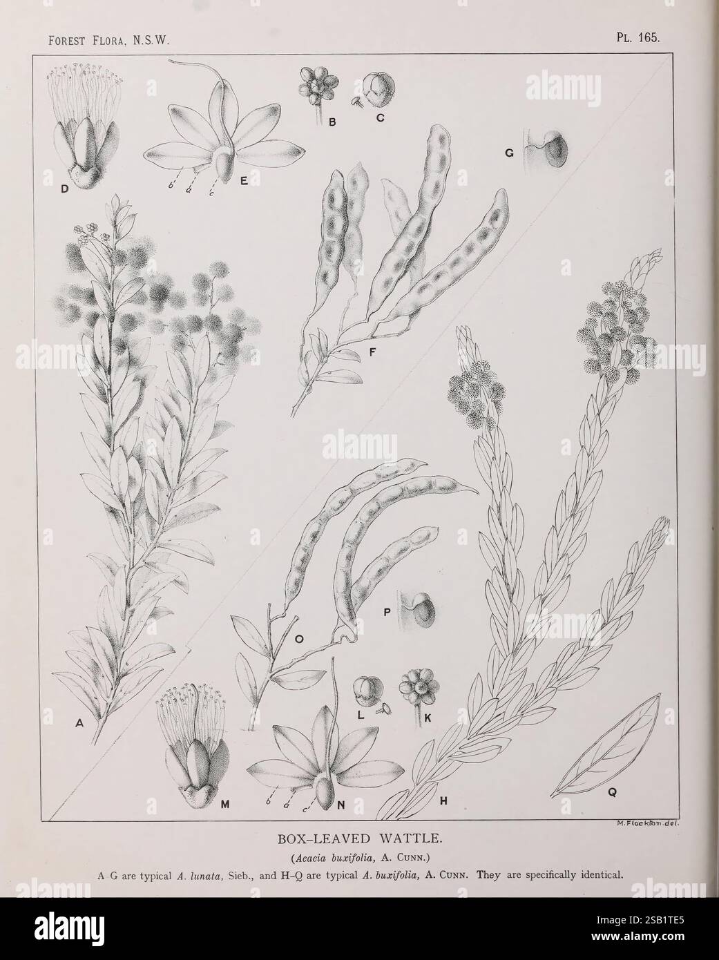 Box leaved wattle hi-res stock photography and images - Alamy