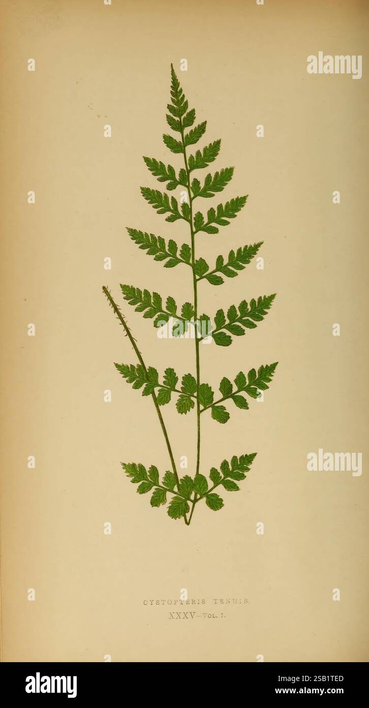 Subtle label identifying hi-res stock photography and images - Alamy