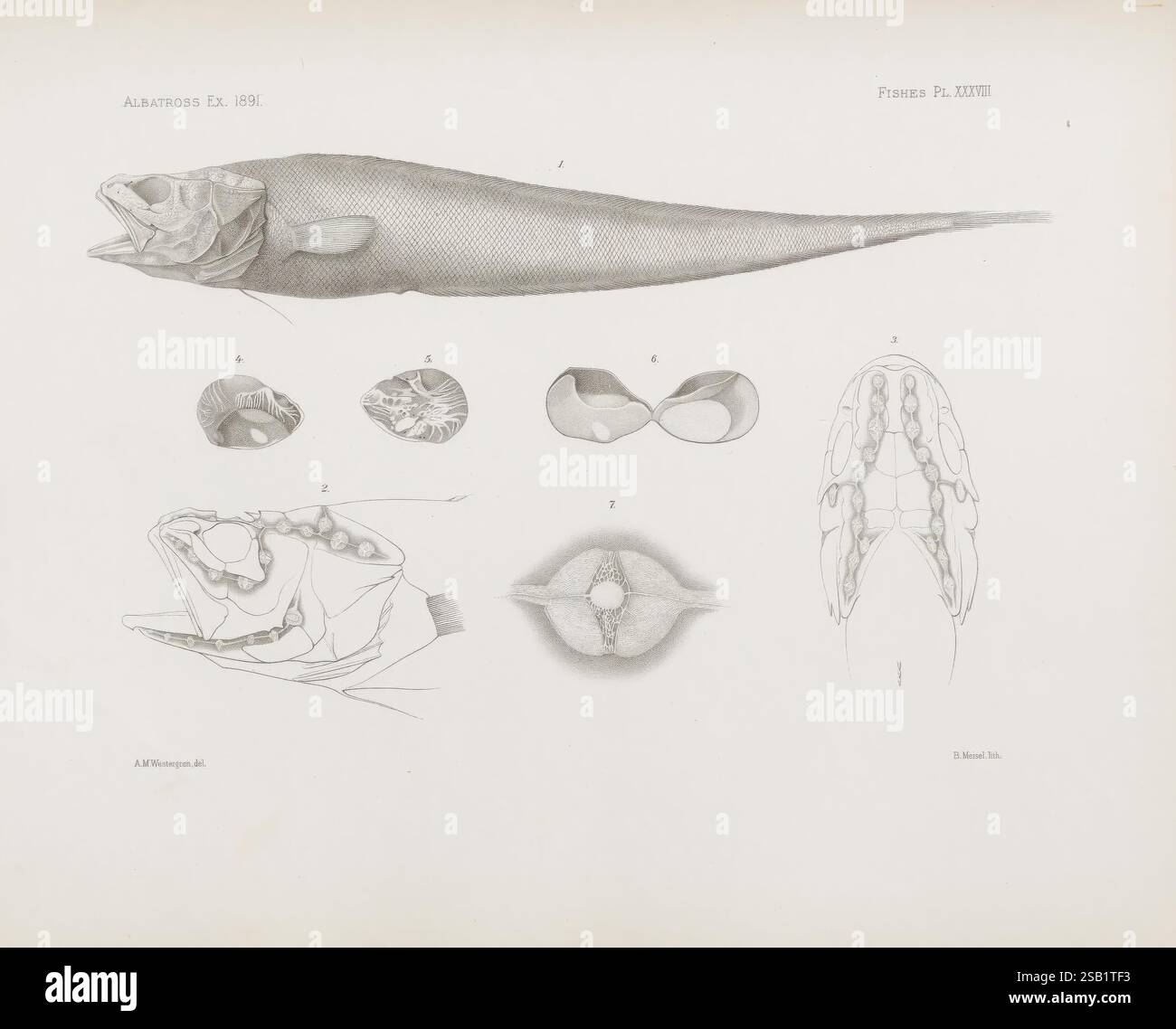 Identify various anatomical elements hi-res stock photography and ...