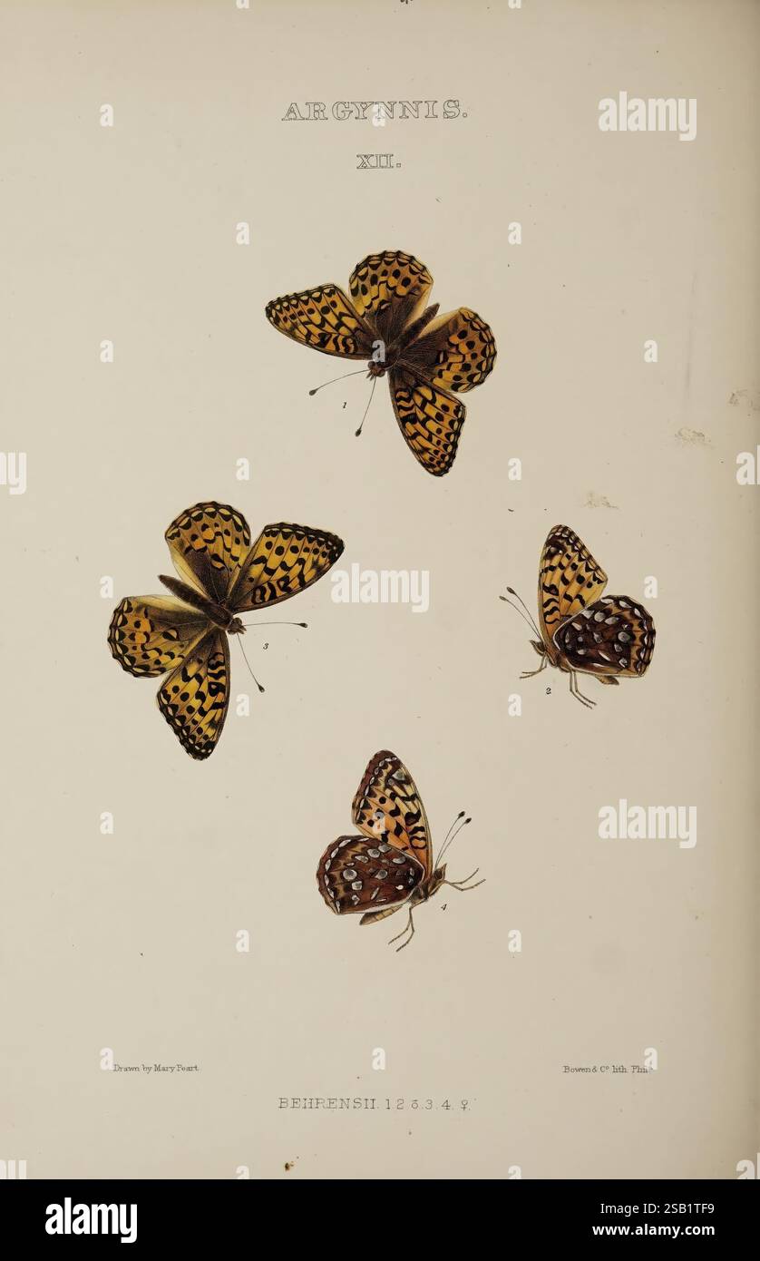 Composition highlights four different specimens hi-res stock ...