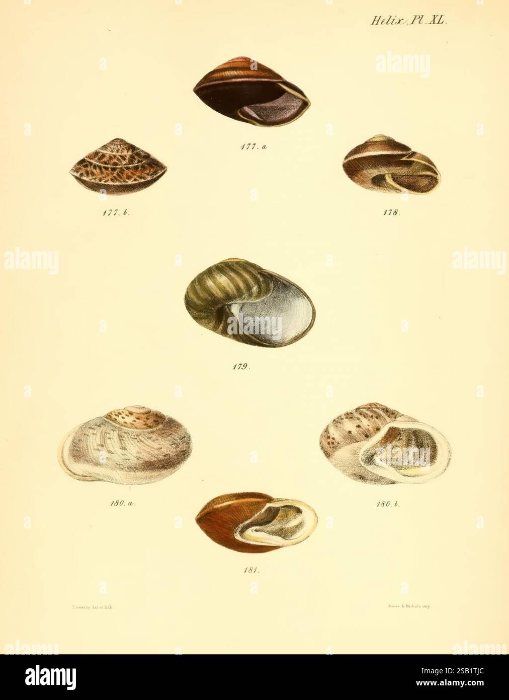 Various intricately detailed shells hi-res stock photography and images ...