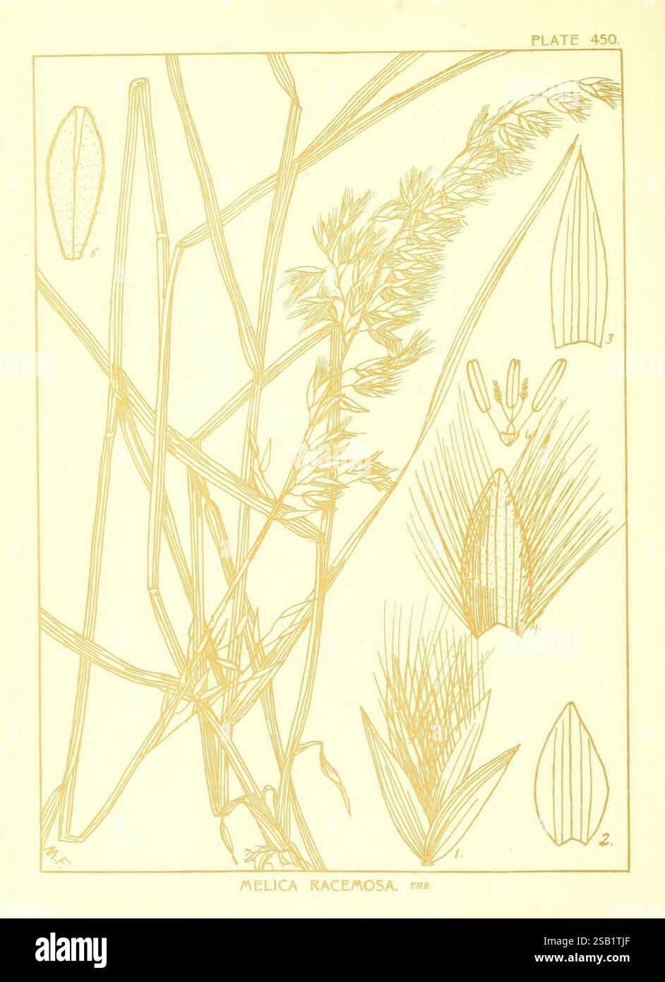 Natal plants, Durban, Bennett & Davis, 1899 (i.e. 1898)-1912, botany ...