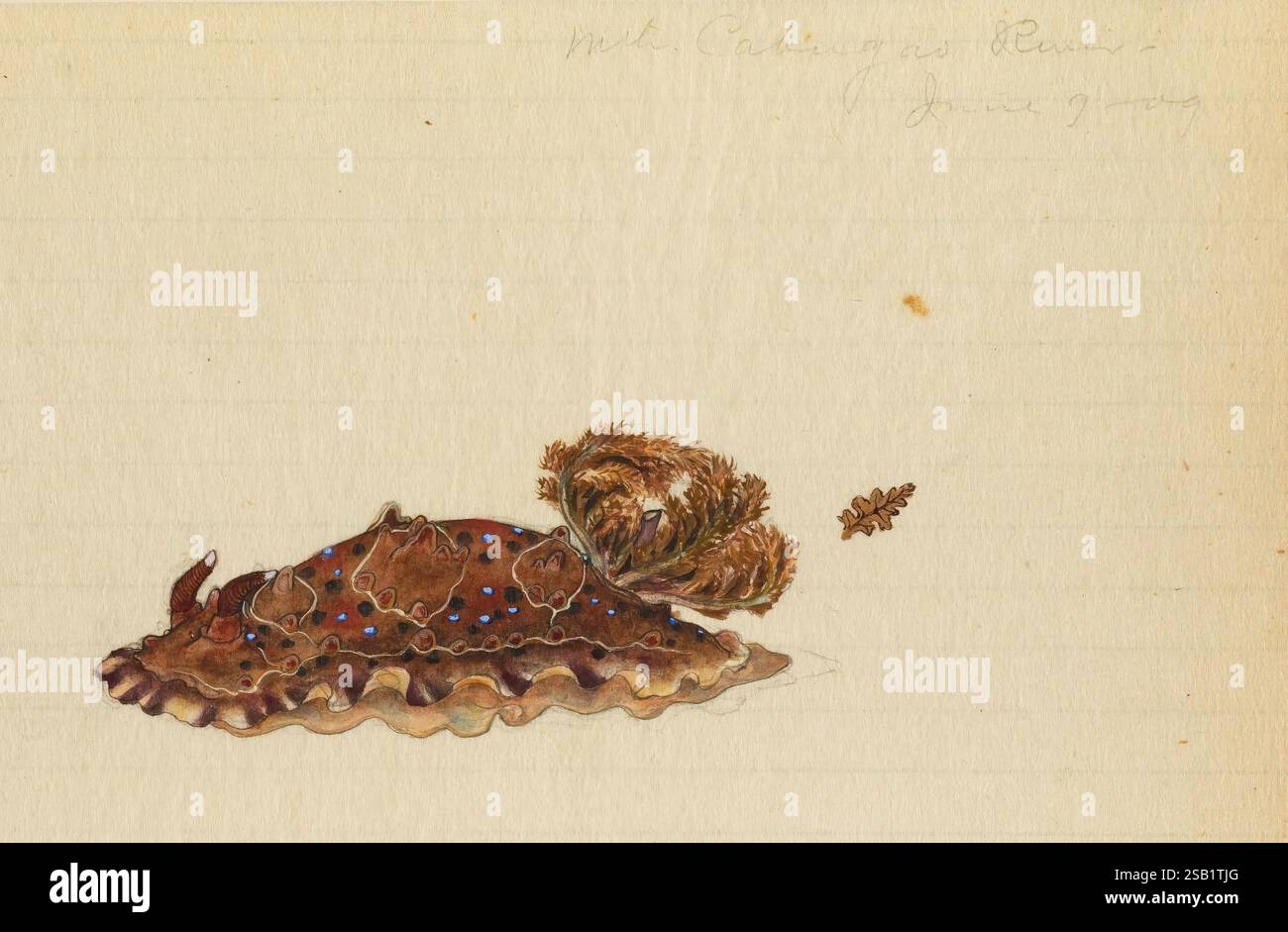 Notes, and, description, of, specimens, collected, on, the, Philippine ...