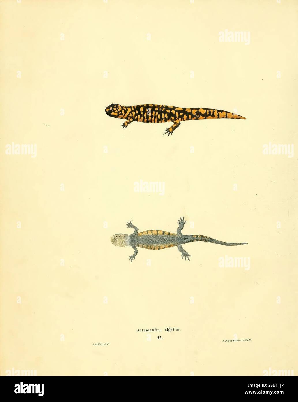 North American herpetology, v.3, Philadelphia, J. Dobson, 1836-1840 ...