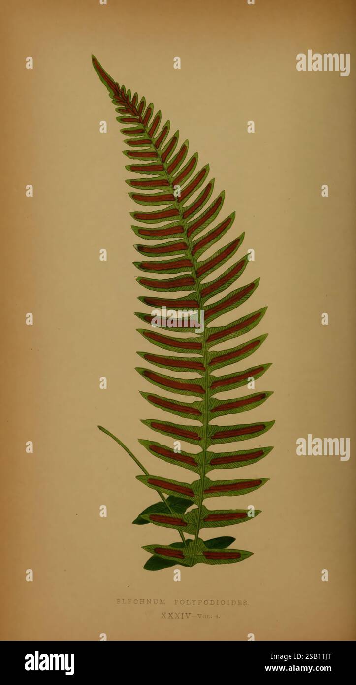 Narrow leaf mid sorus fern hi-res stock photography and images - Alamy