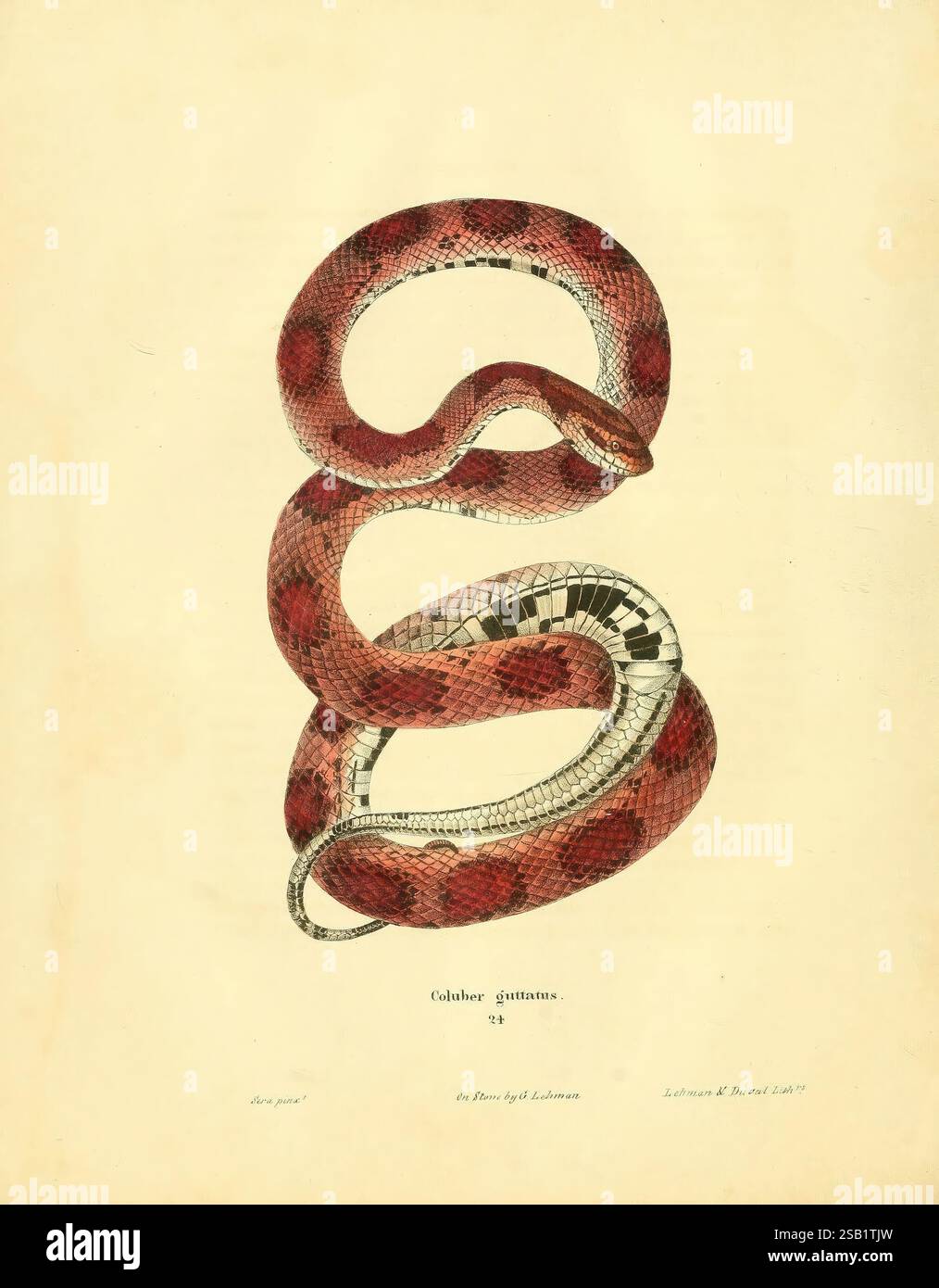 North American herpetology, v.2. Philadelphia, J. Dobson, 1836-1840 ...