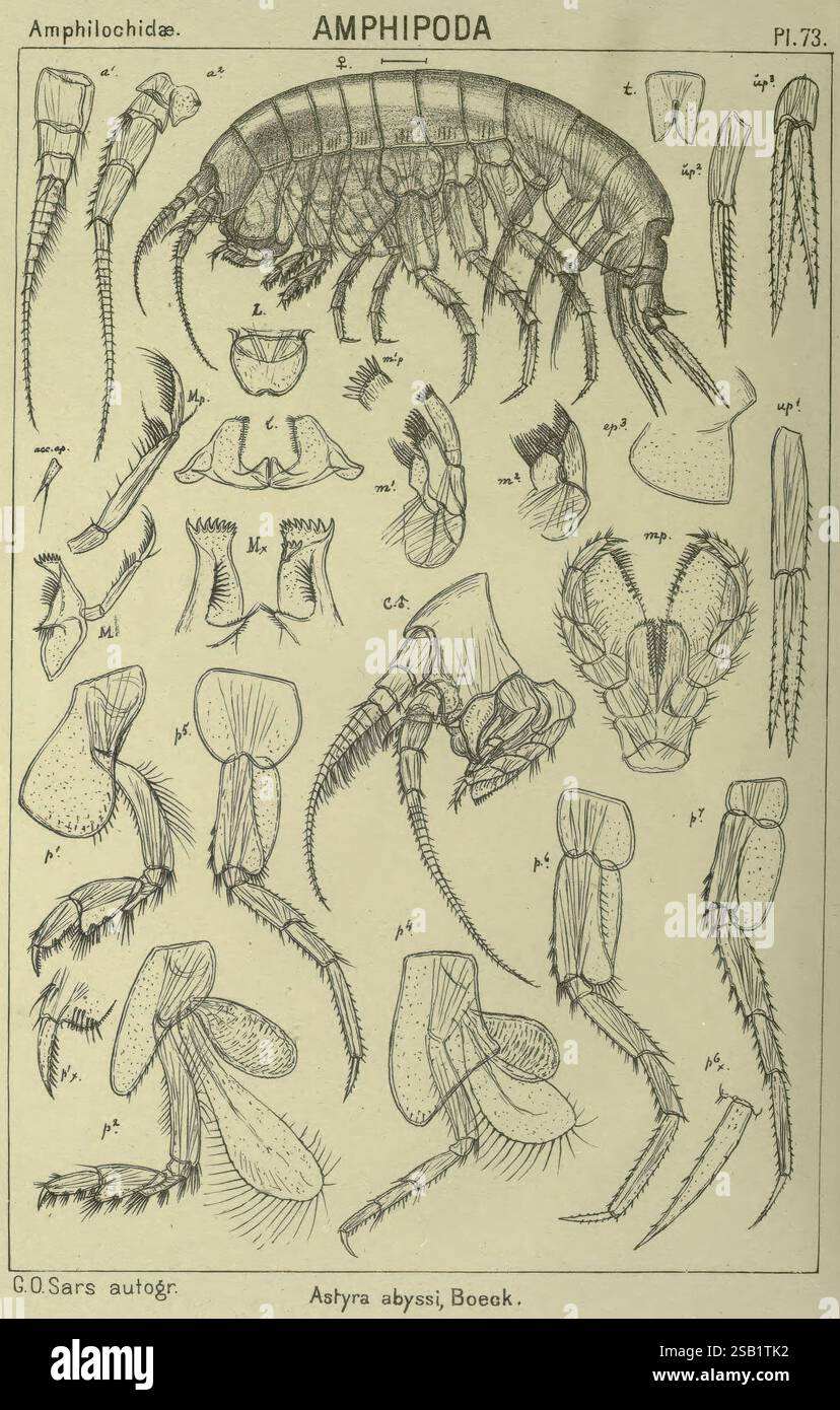 An account of the Crustacea of Norway Amphipoda plates, Christiania, A ...