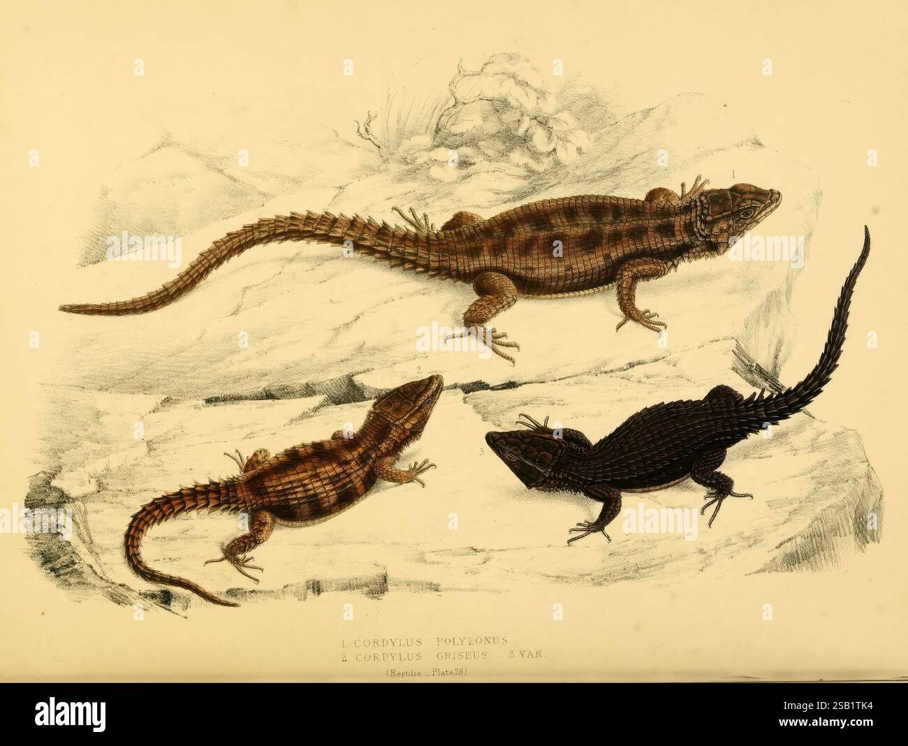Illustrations of the Zoology of South Africa, v.3, London, Smith, Elder ...
