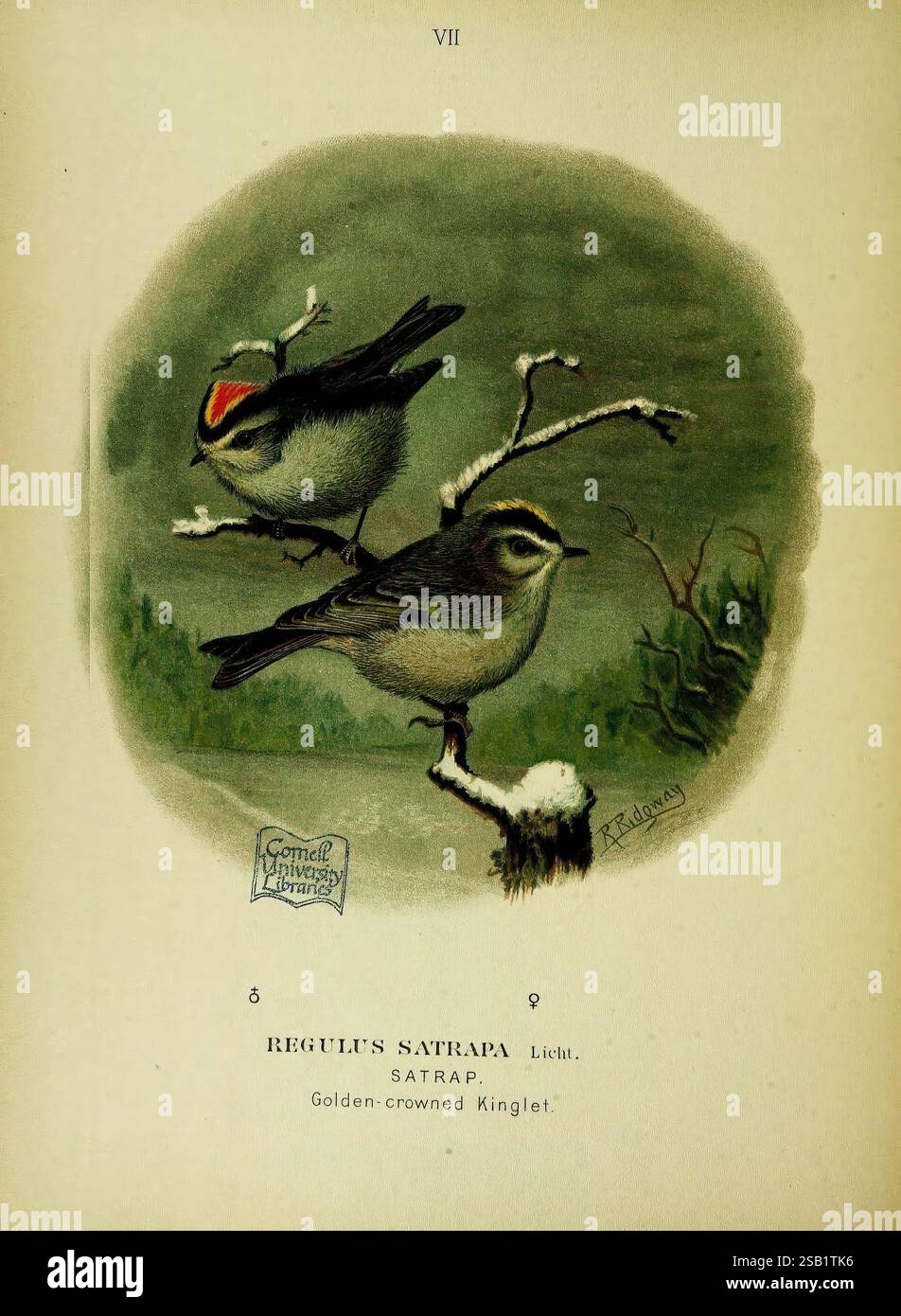 Our native birds of song and beauty Milwaukee G. Brumder 1893-96 birds ...