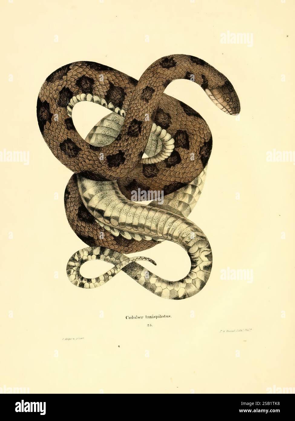 Upper snake features hi-res stock photography and images - Alamy